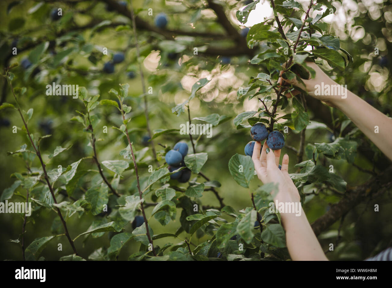 Plums in the garden hi-res stock photography and images - Alamy