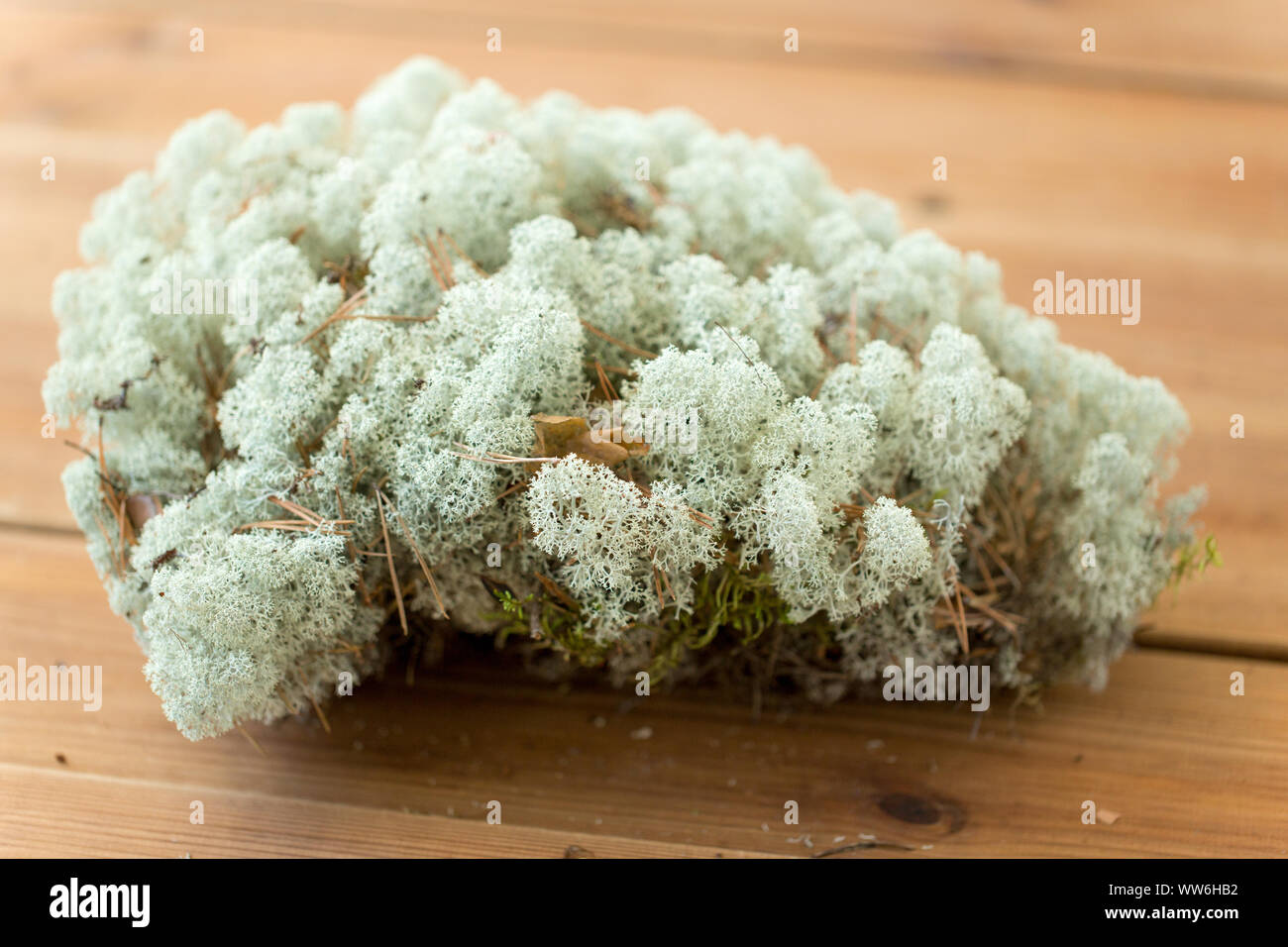 Caribou moss hi-res stock photography and images - Alamy