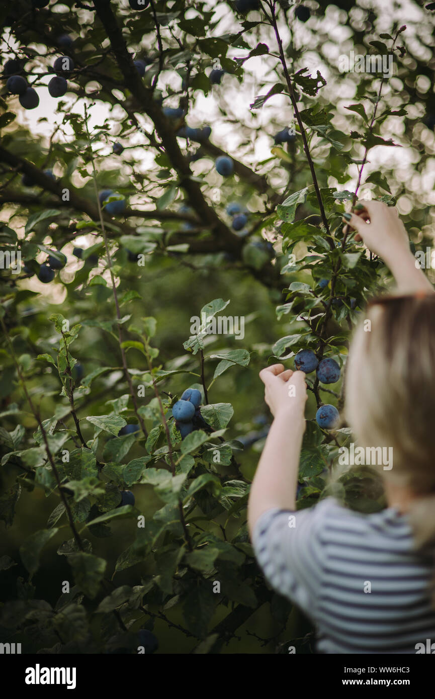 Person picking plums hi-res stock photography and images - Alamy