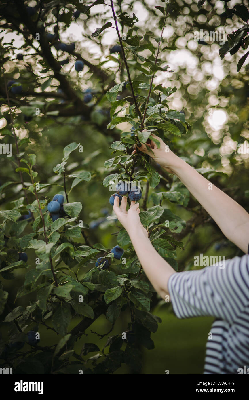 Woman picking plums hi-res stock photography and images - Alamy