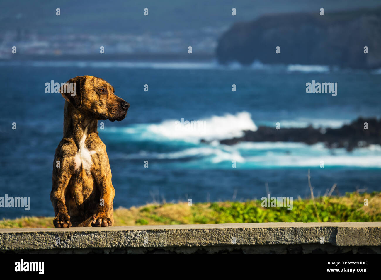 Dog at a wall in Baia de Santa Iria, Azores island Sao Miguel, Azores ...