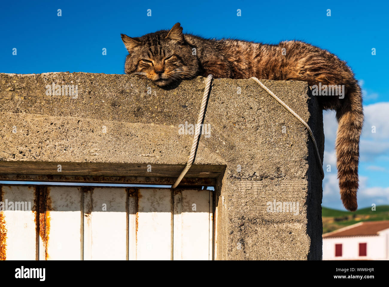 Cat on a garage roof in lagoa hi-res stock photography and images - Alamy