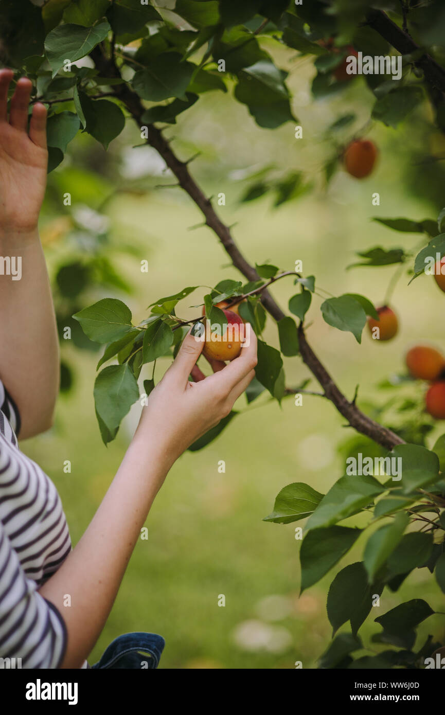 Apricot picking hi-res stock photography and images - Alamy