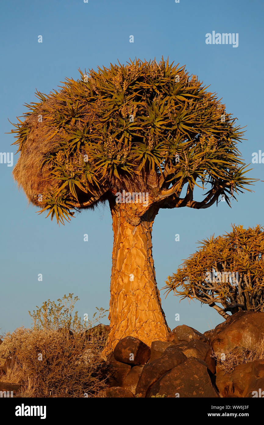 Afrika, Namibia, near Keetmanshoop, quiver trees national monument ...
