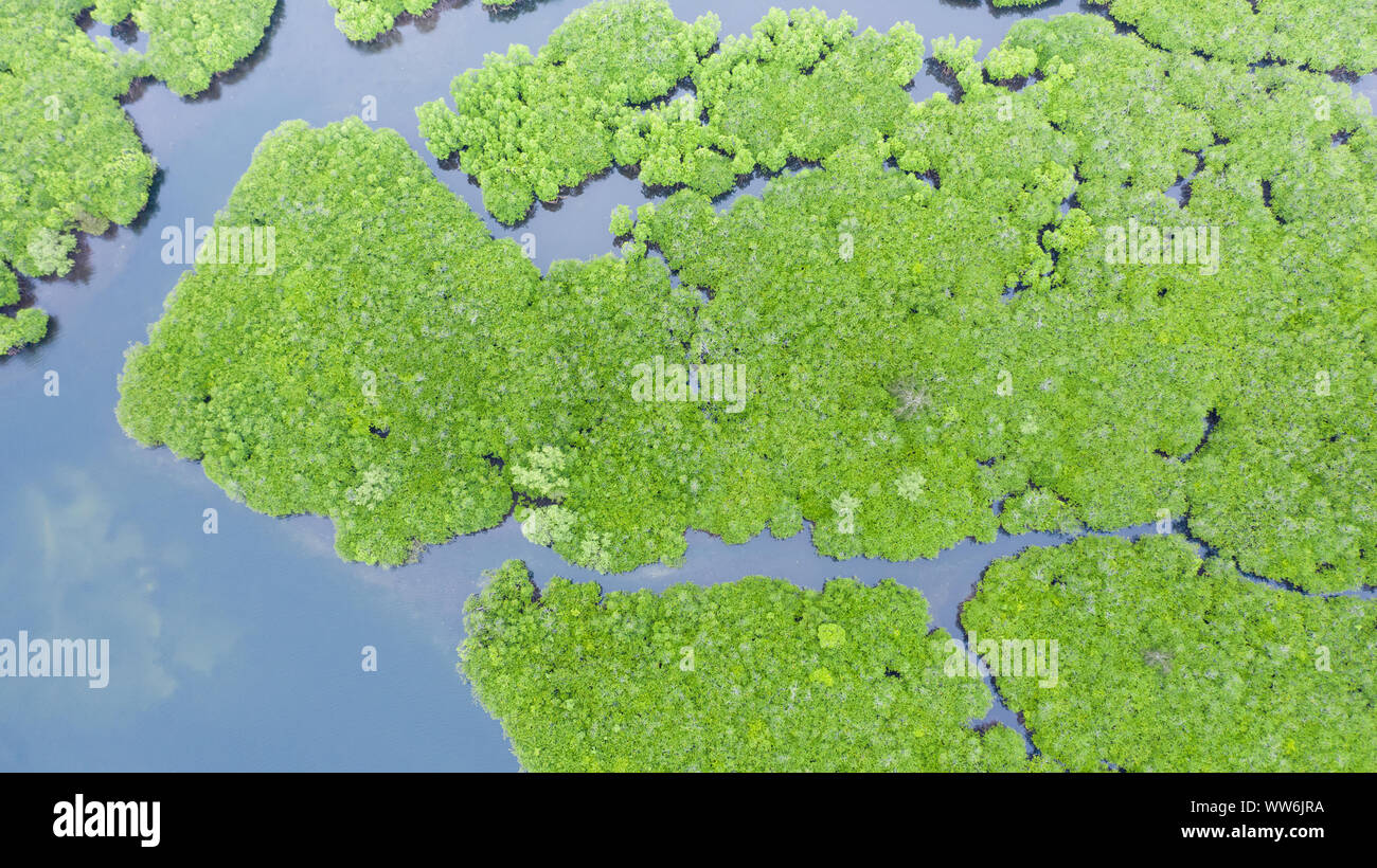 Mangroves, top view. Mangrove forest and winding rivers. Tropical ...