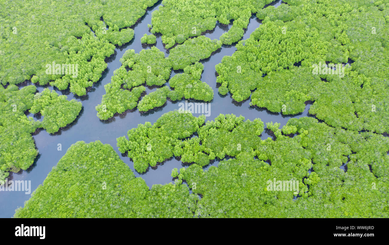 Mangroves, top view. Mangrove forest and winding rivers. Tropical ...