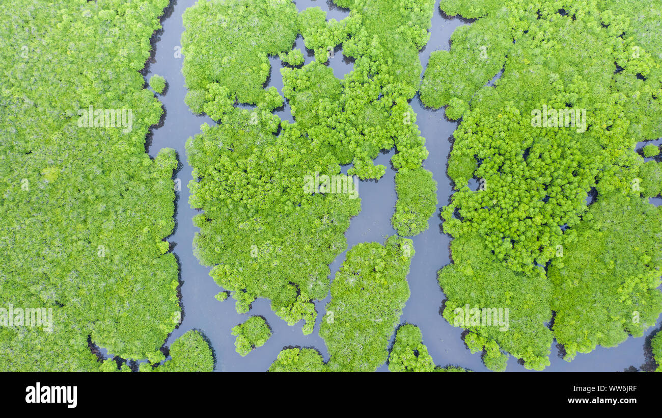Mangroves, top view. Mangrove forest and winding rivers. Tropical ...