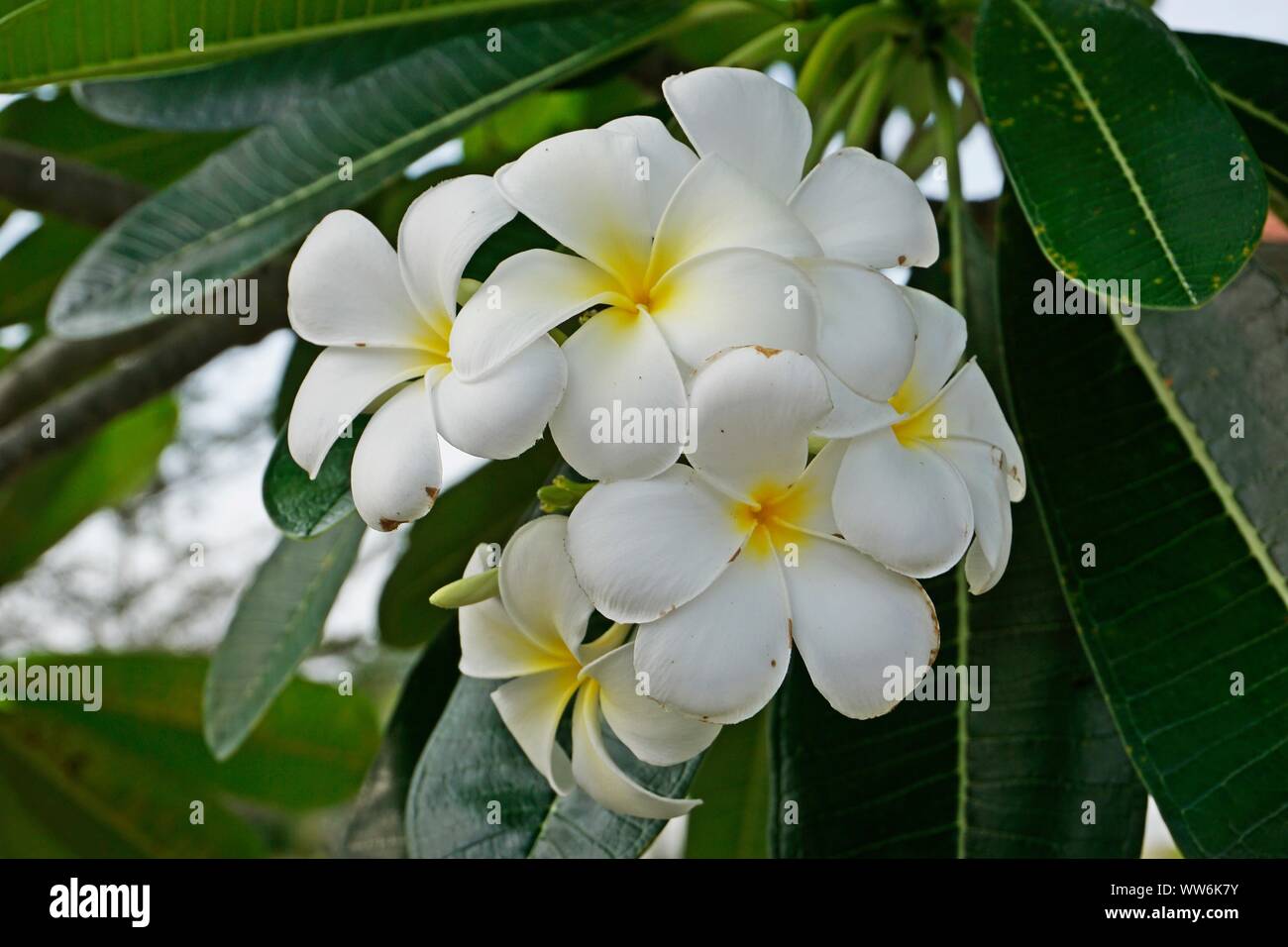 white plumeria flowers Stock Photo - Alamy