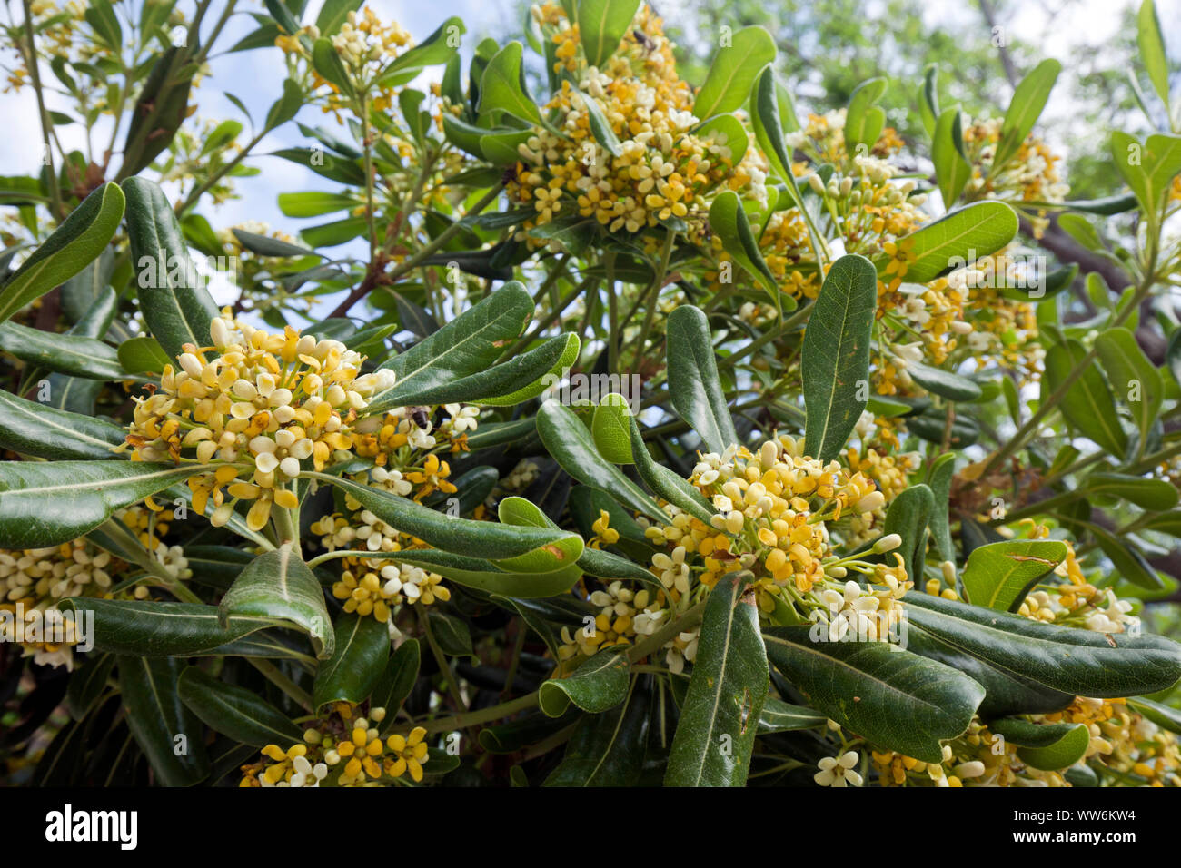 Tobira hi-res stock photography and images - Alamy