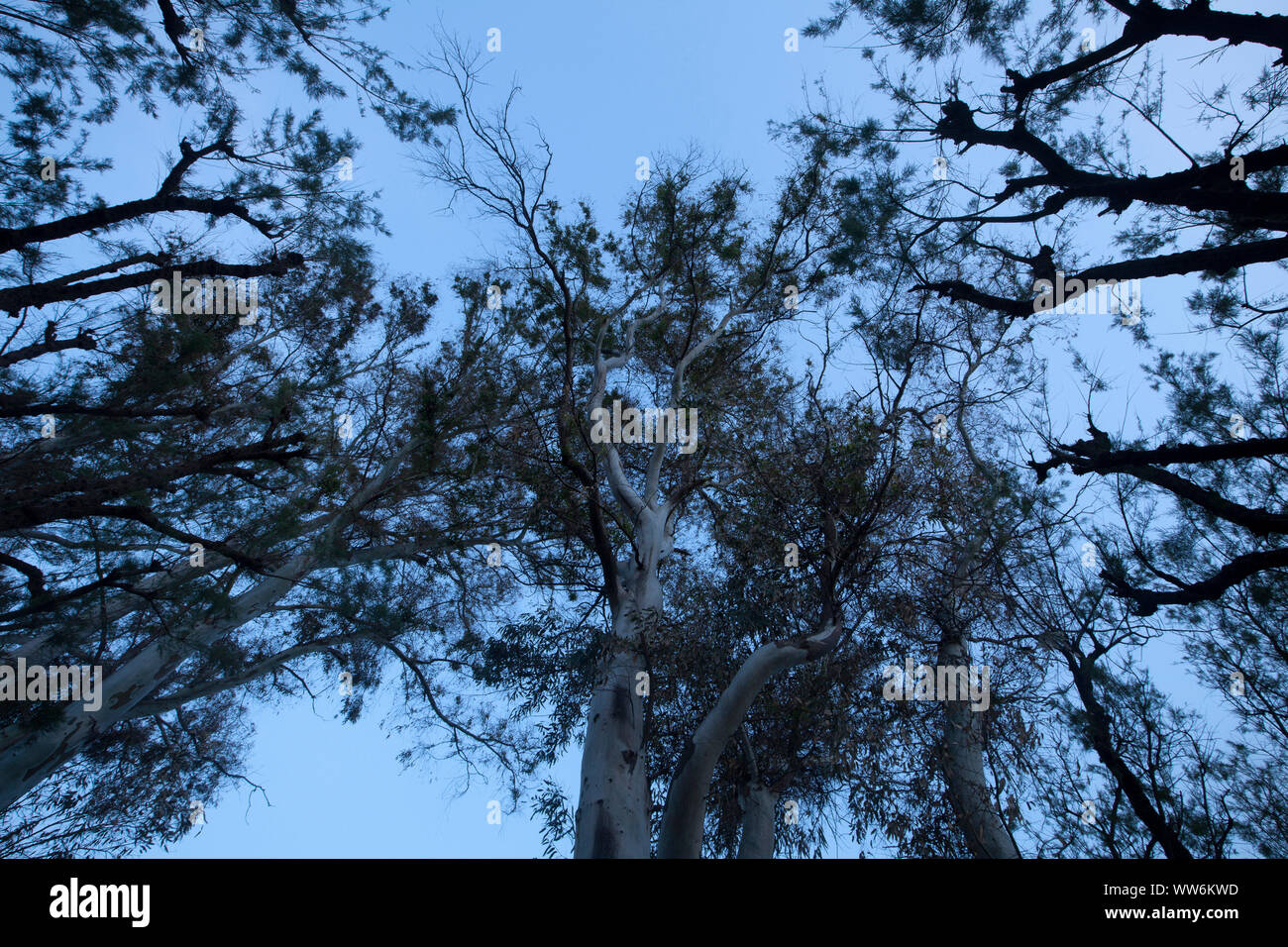 View through trees to the evening sky Stock Photo - Alamy