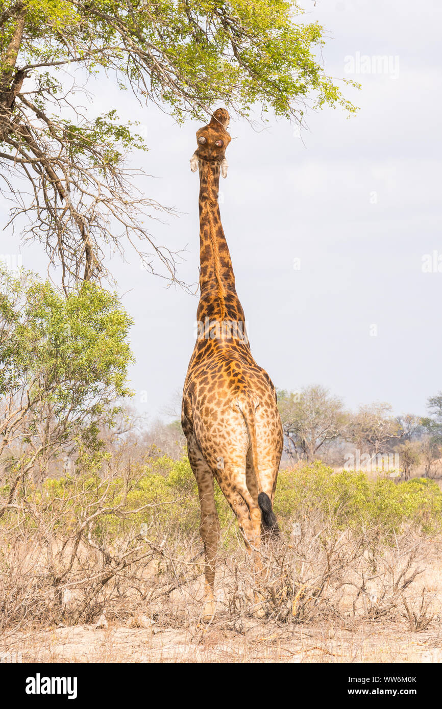 Giraffe eating leaves from tree hi-res stock photography and images - Alamy
