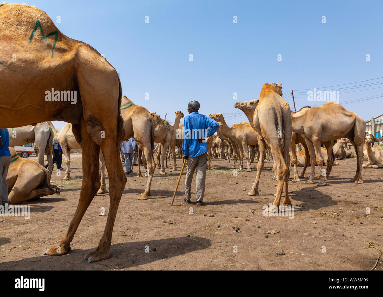 Somali man in the camel market, Woqooyi Galbeed region, Hargeisa ...