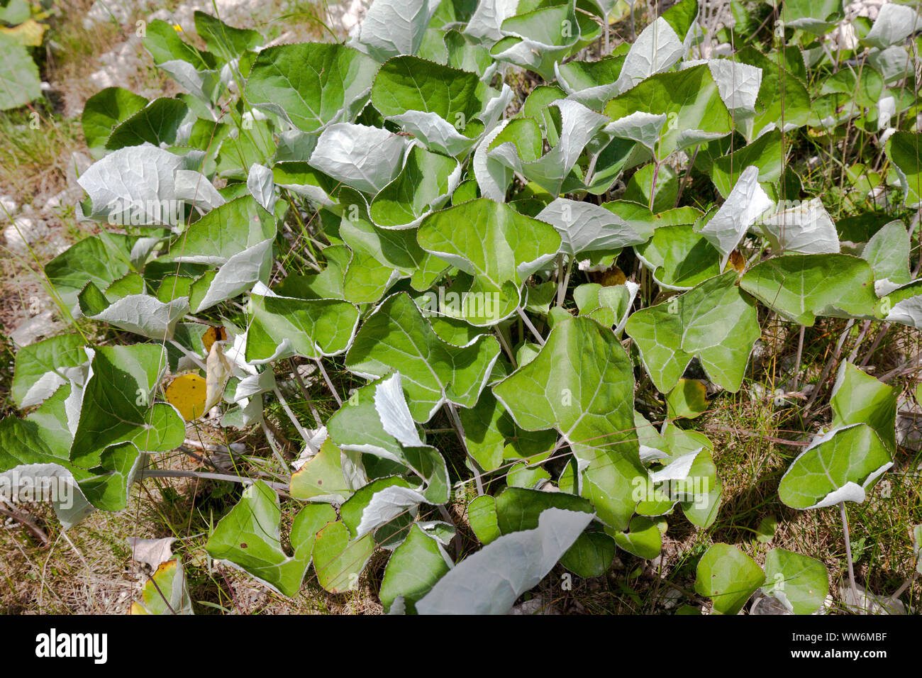 White tipped hi-res stock photography and images - Alamy