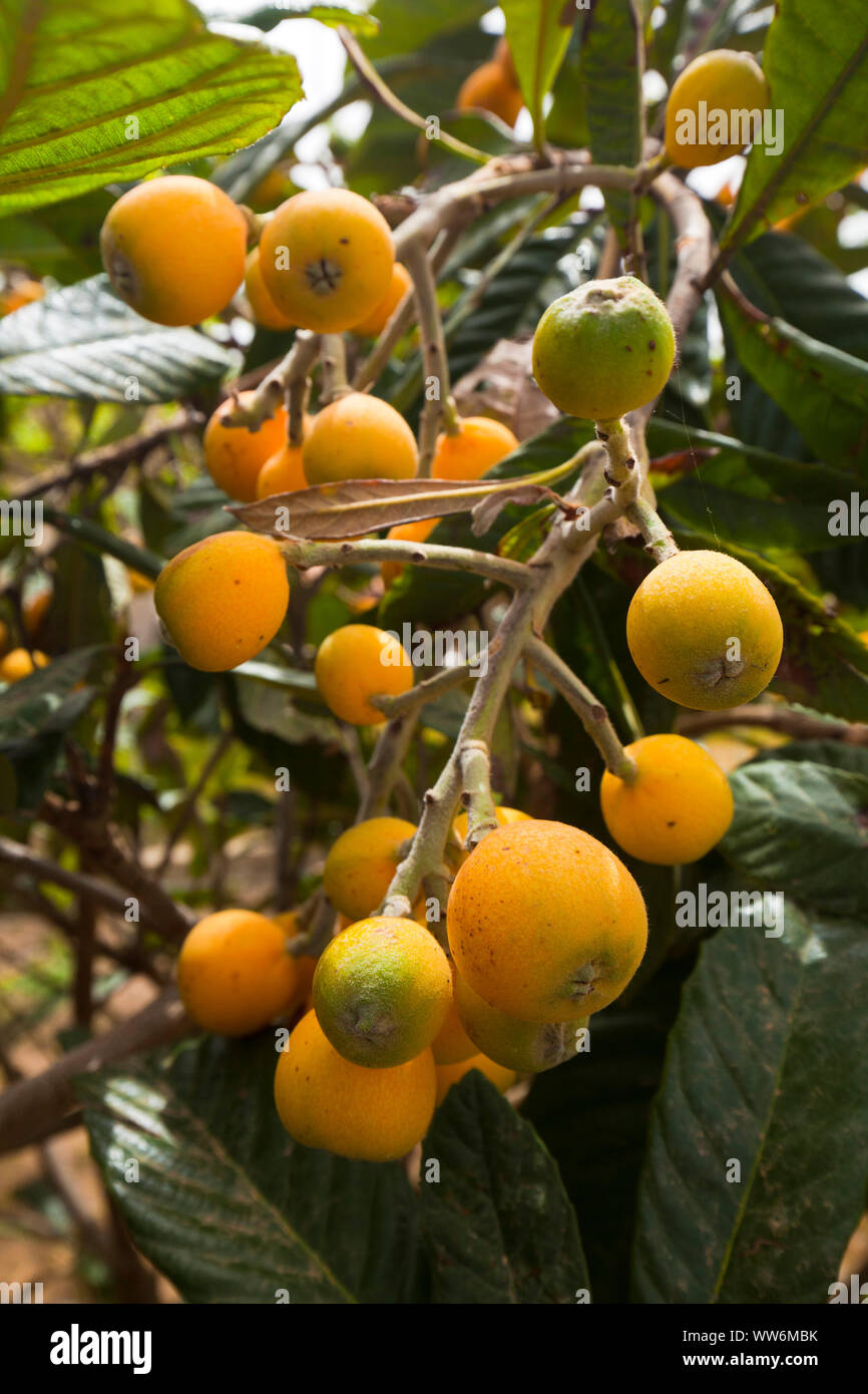 Loquat with fruits in Greece Stock Photo - Alamy