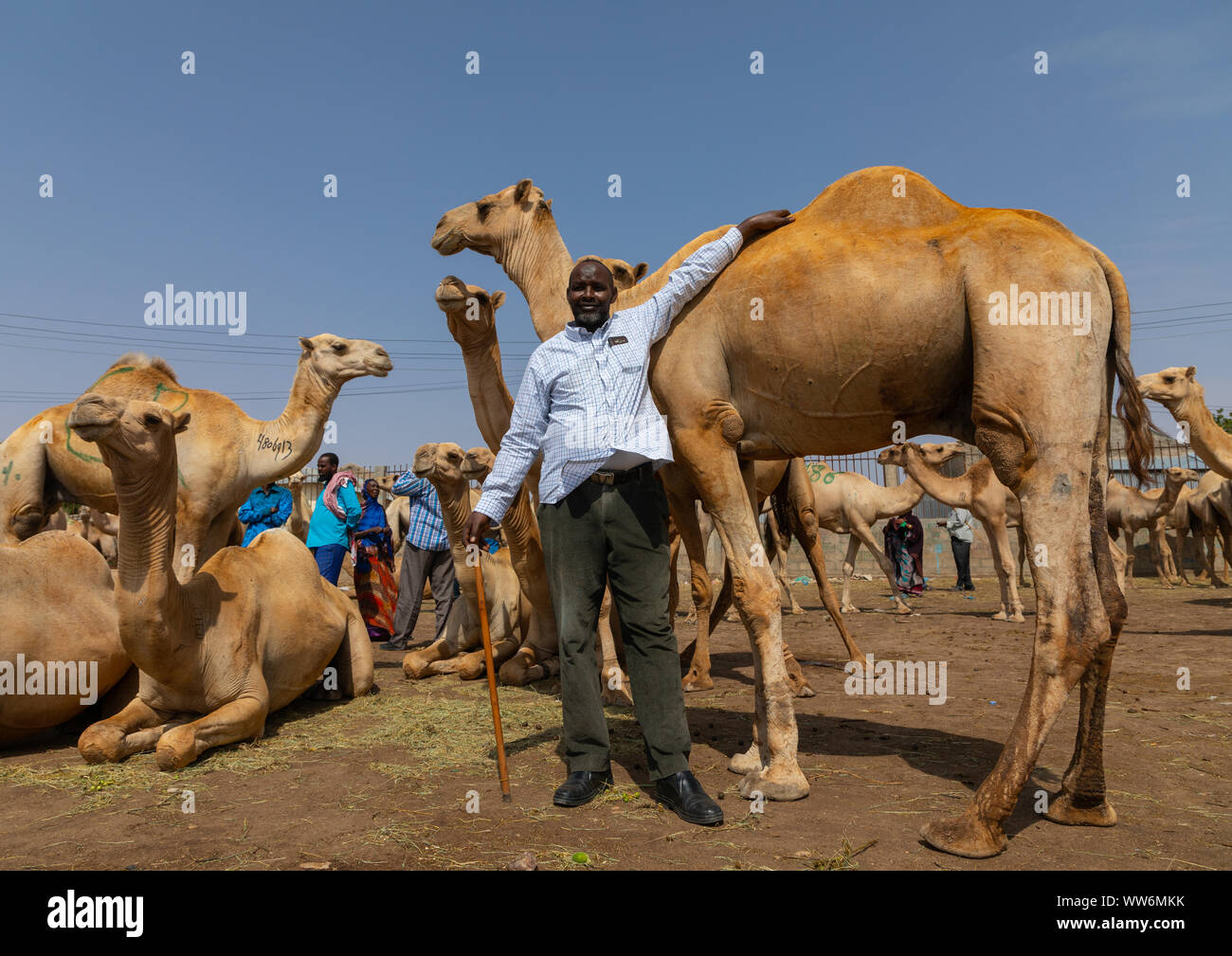Somali man in the camel market, Woqooyi Galbeed region, Hargeisa ...