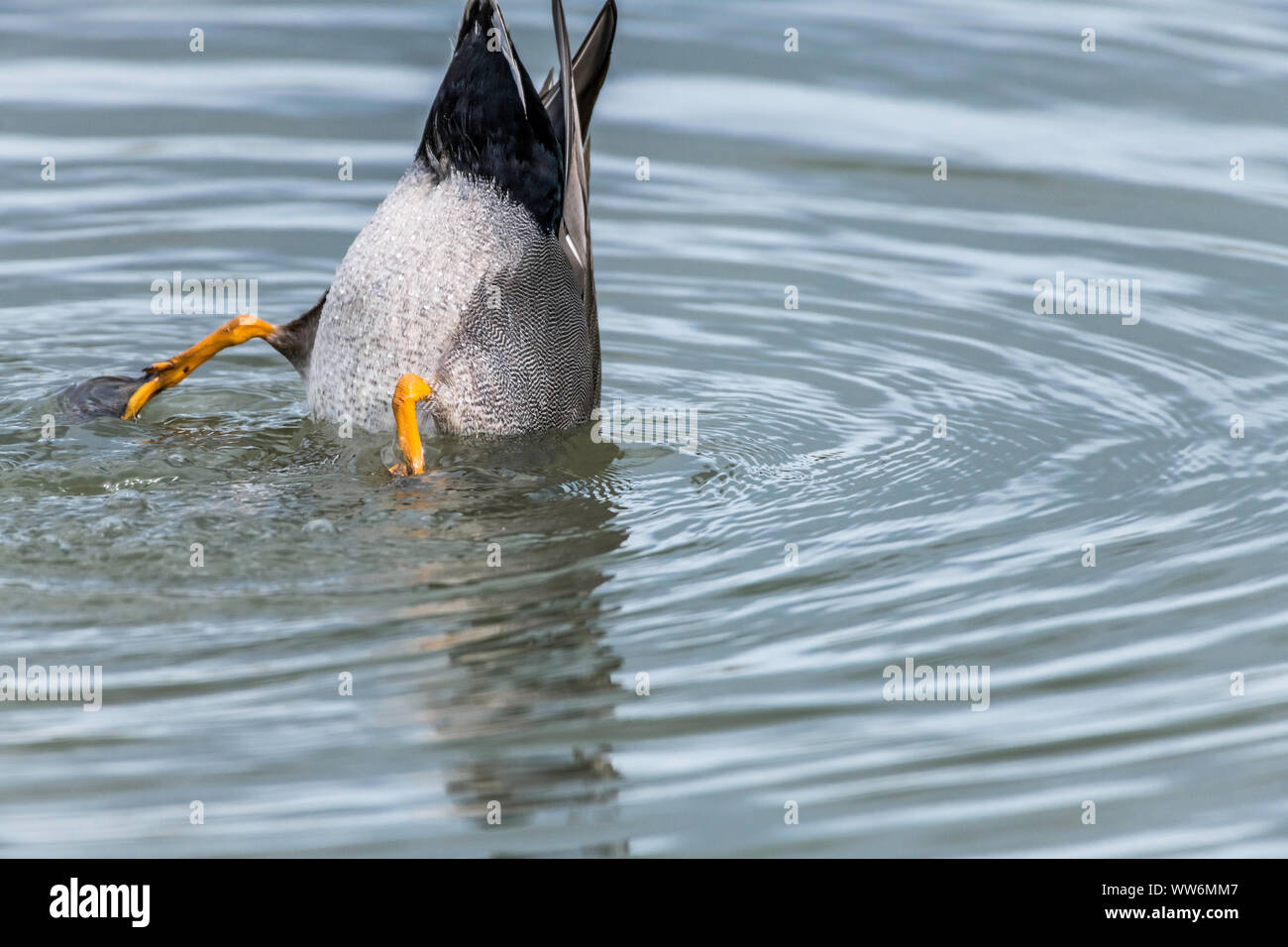 Underwater Diving Bird Uk High Resolution Stock Photography and Images ...
