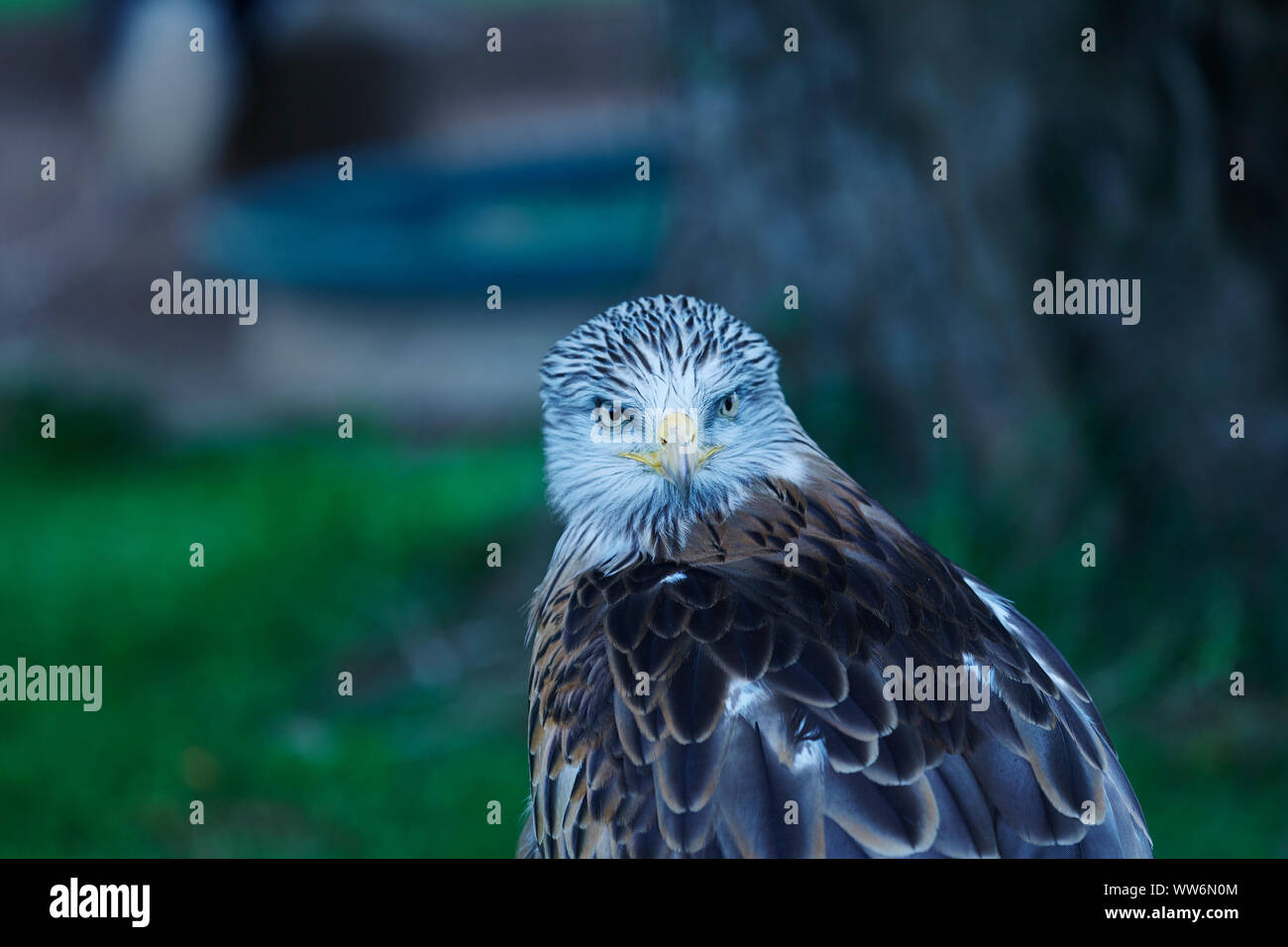 Portrait red kite hi-res stock photography and images - Alamy
