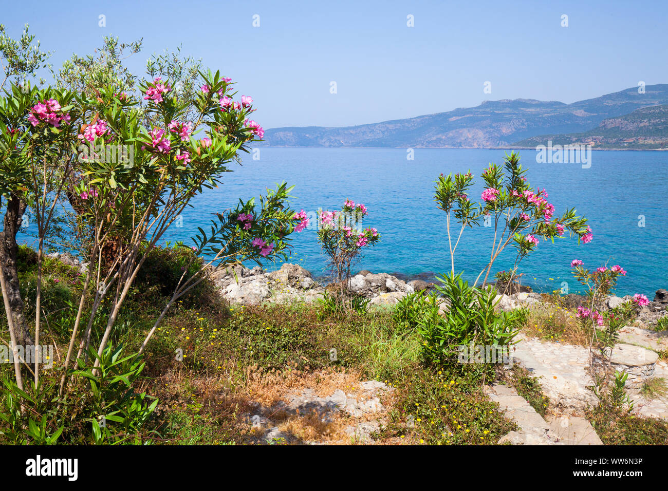 Shrubs of Oleander at the Peloponnese in Greece Stock Photo - Alamy
