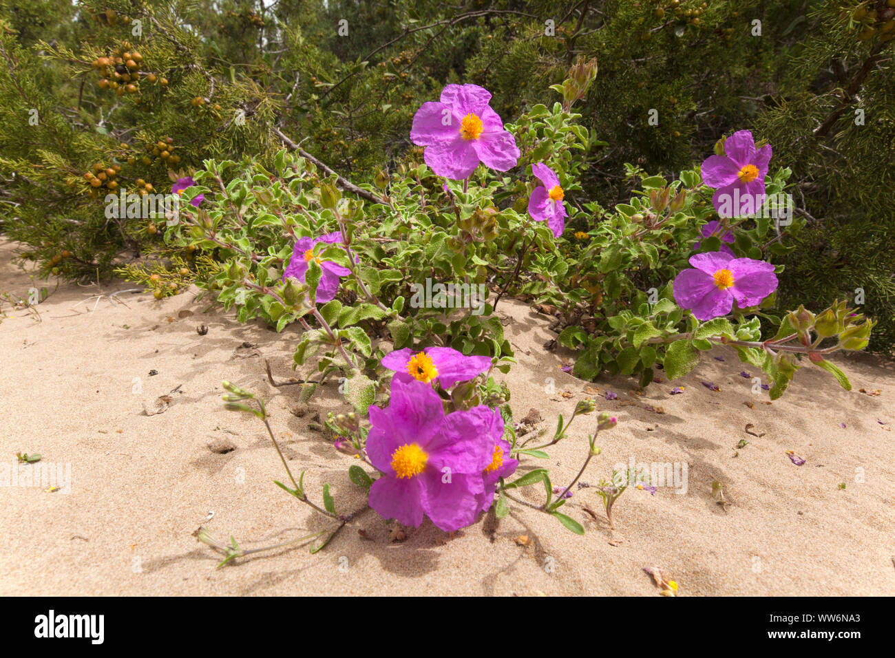 Rock roses hi-res stock photography and images - Alamy