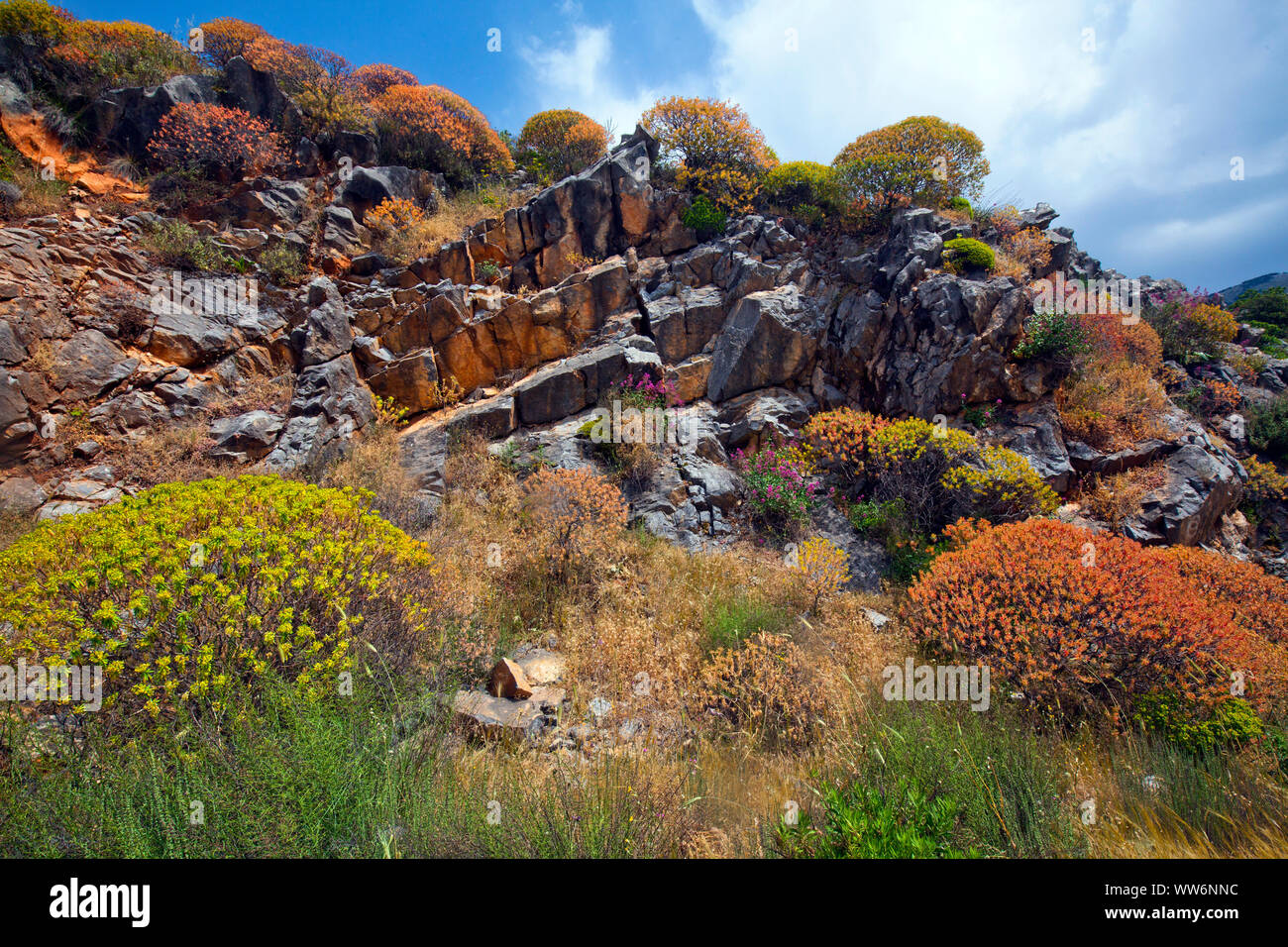 Mani peninsula flowers hi-res stock photography and images - Alamy