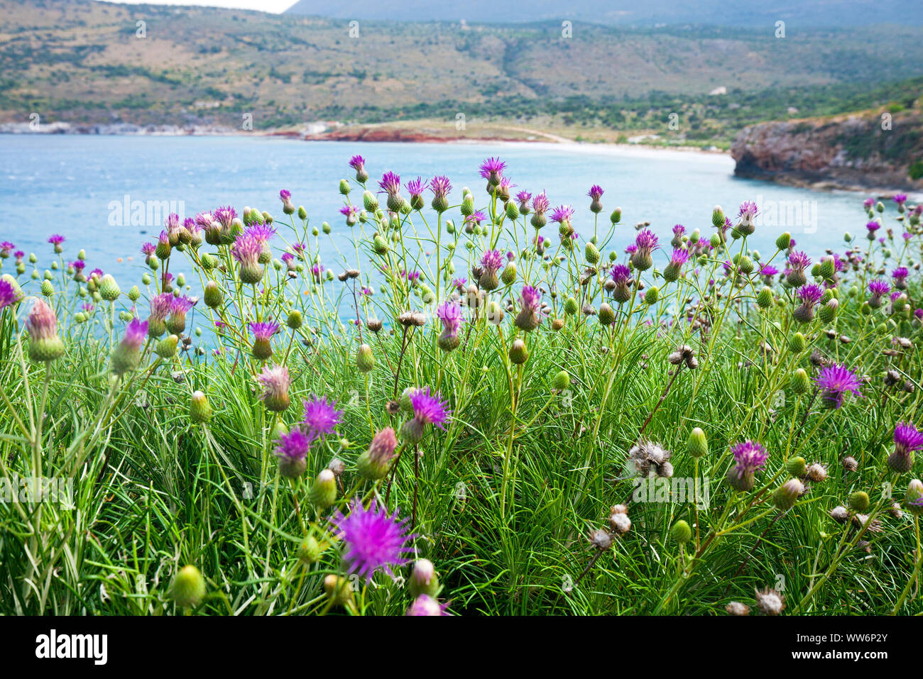 Mediterranean type of knapweed in Greece Stock Photo - Alamy