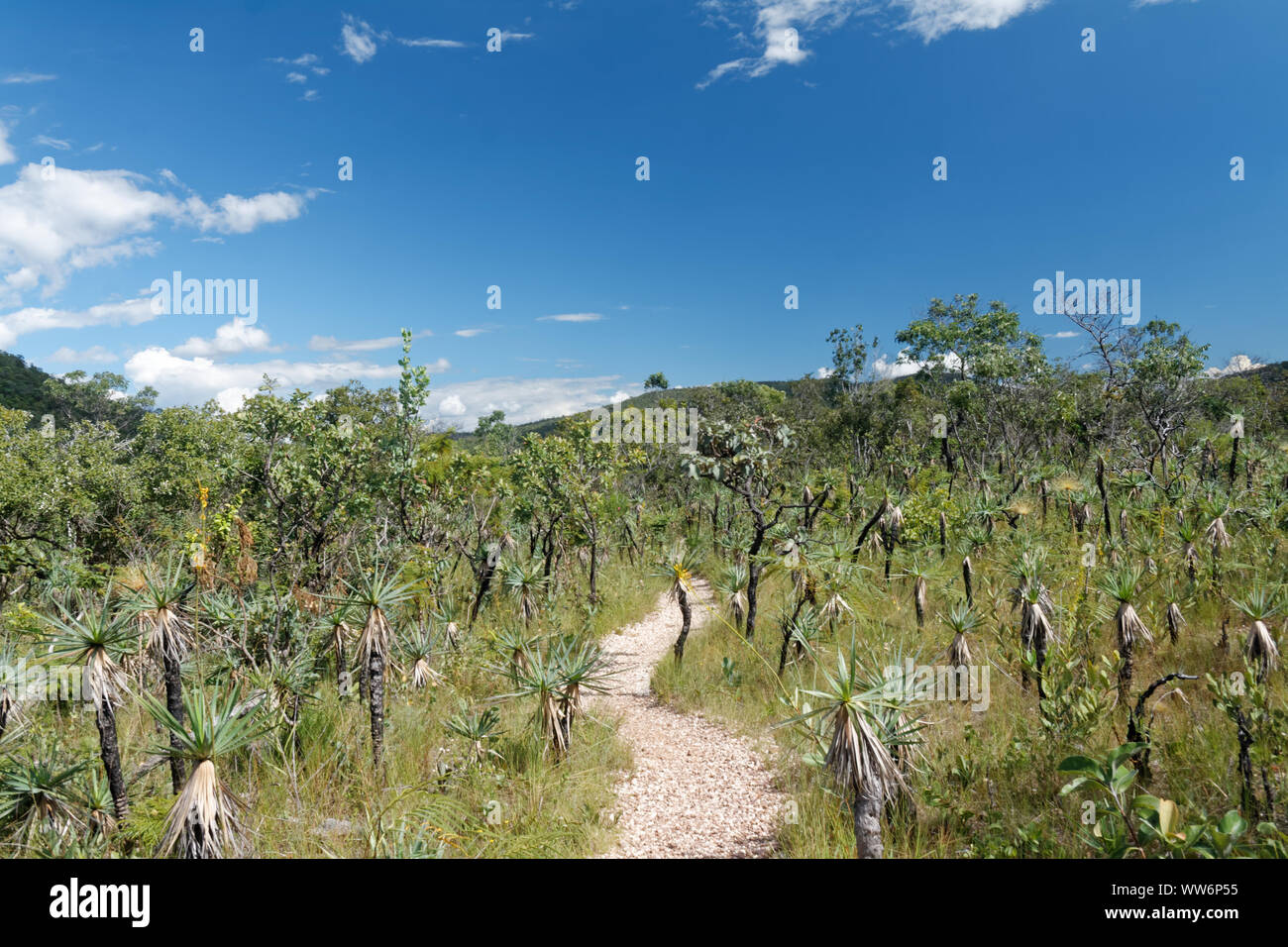 Cerrado in Chapada dos Vadeiros, Goias Stock Photo - Alamy