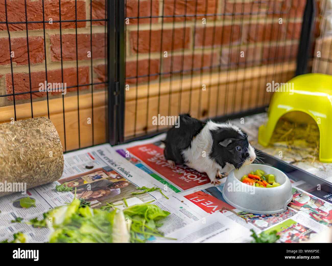 Guinea pig eating hay hi-res stock photography and images - Alamy