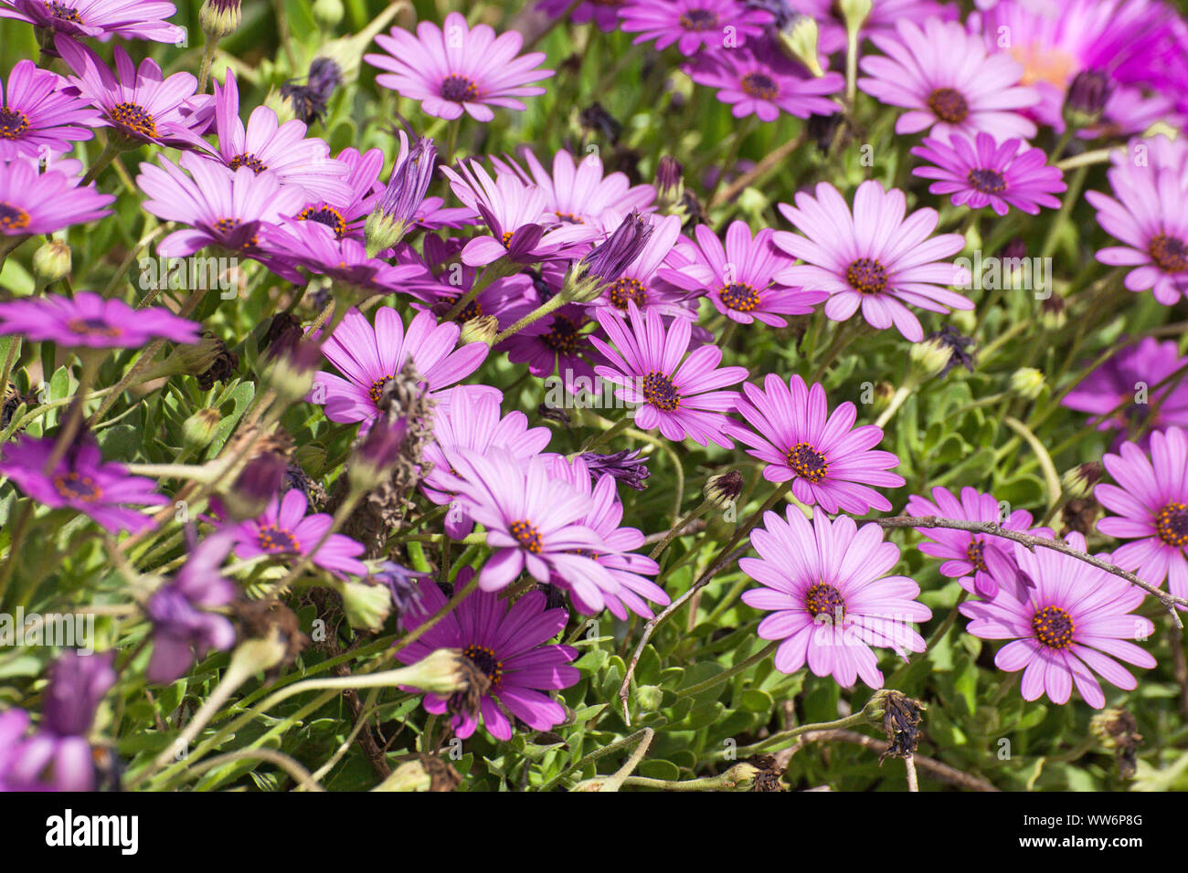 Wild flowers in greece hi-res stock photography and images - Alamy