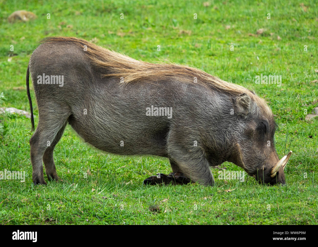 Warthog phacochoerus africanus, Oromia, Bale Mountains National Park, Ethiopia Stock Photo - Alamy