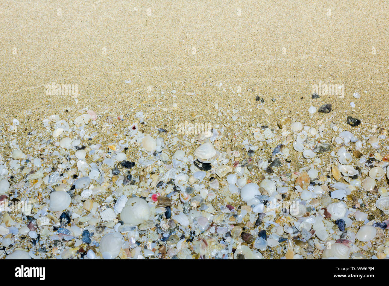 Shell and sand beach use as background image Stock Photo - Alamy