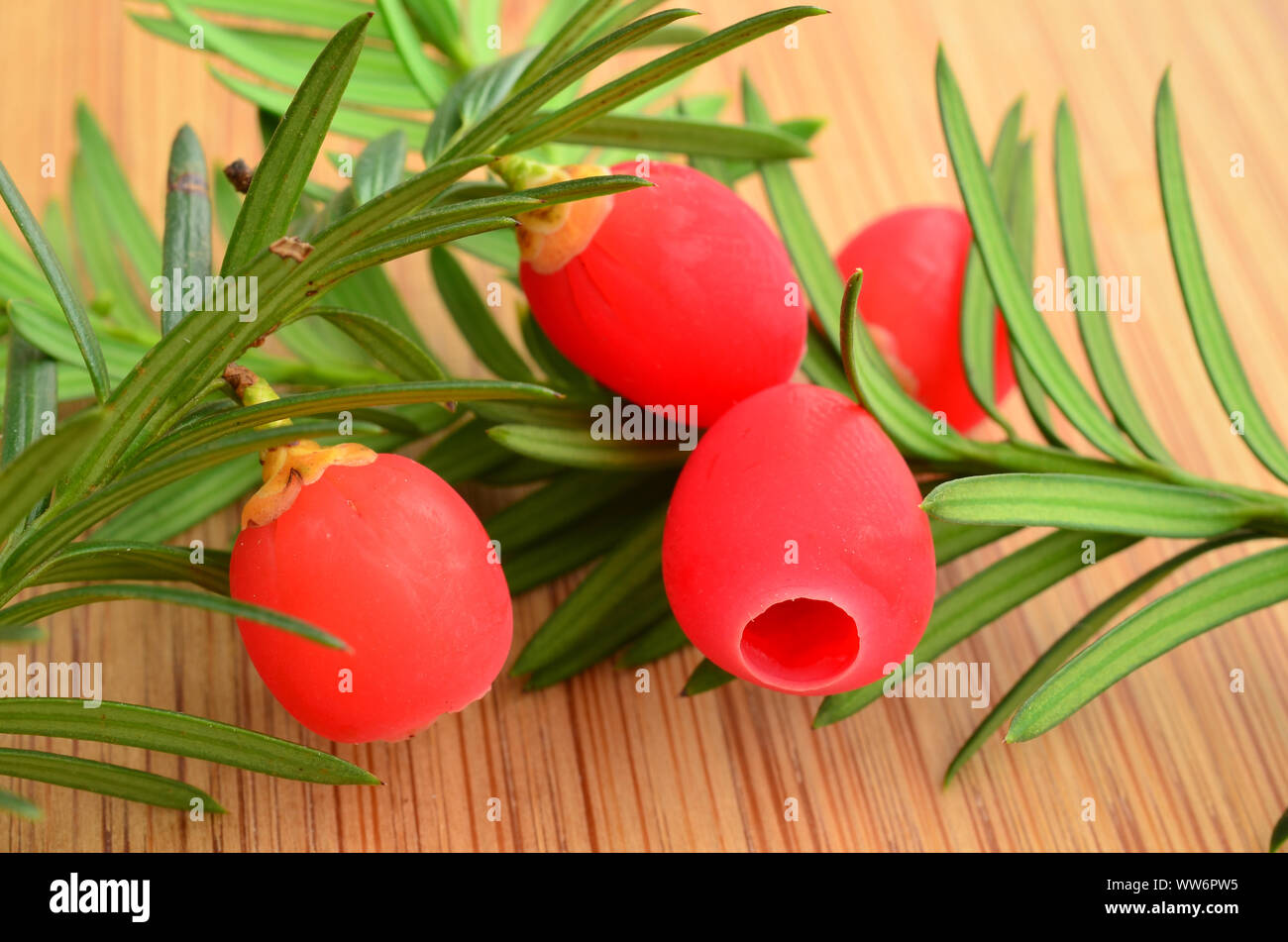 Black yew hi-res stock photography and images - Alamy