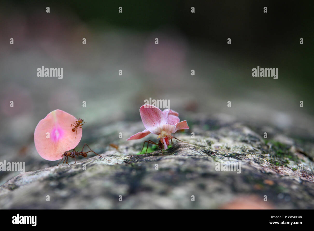 Pink flowers on a tree hi-res stock photography and images - Alamy