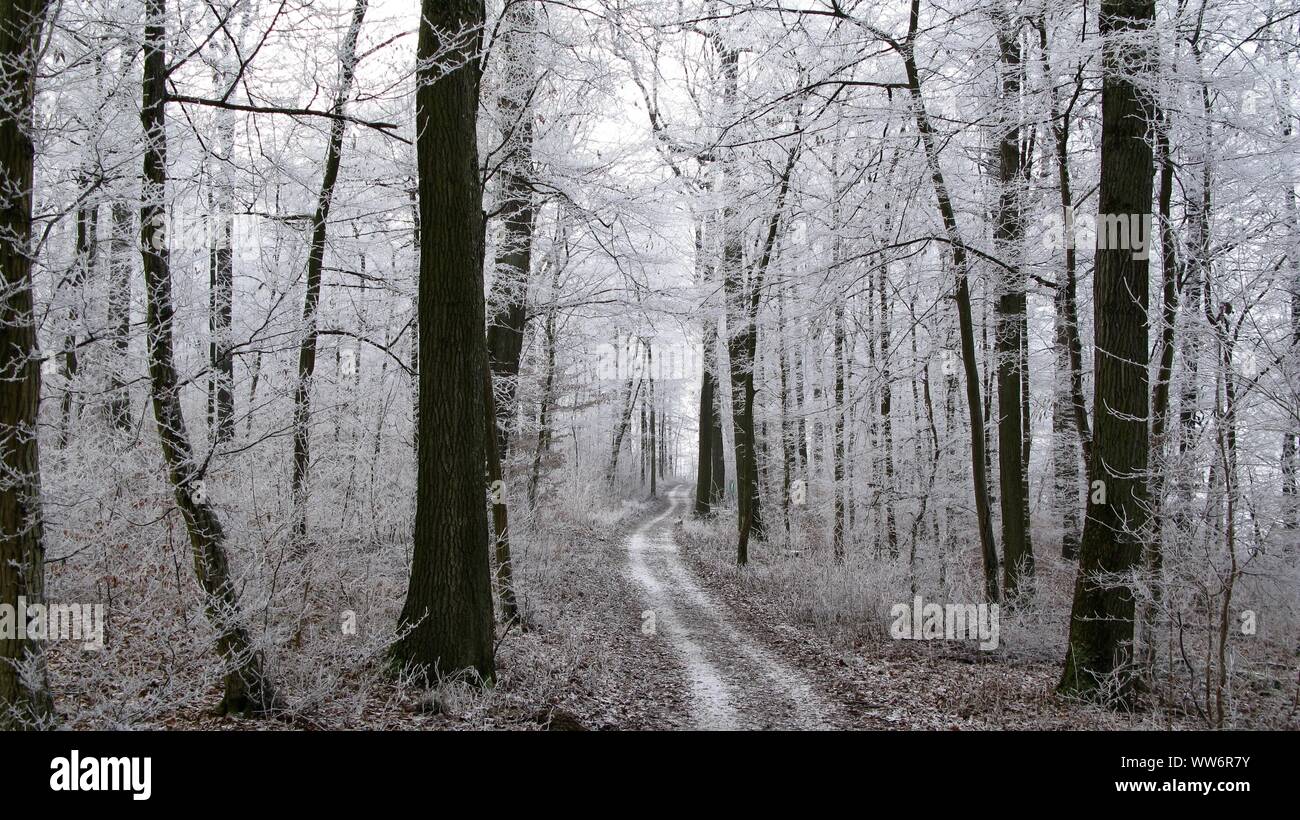 Beautiful Winter Forest Scenery - Footpath leading through a snowy ...