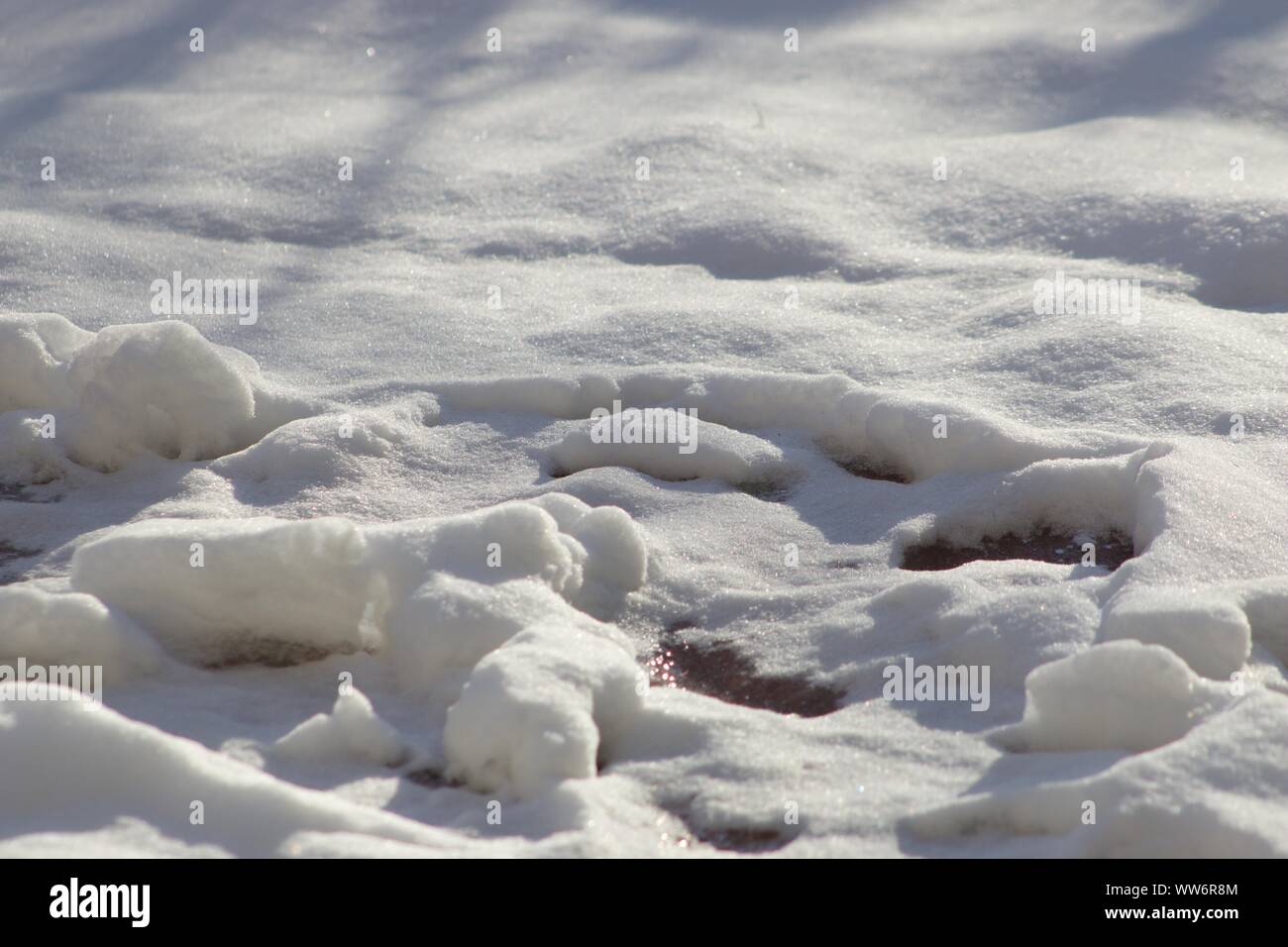 Fresh Snow Cover in Sun Light, backlit by the morning sun Stock Photo ...