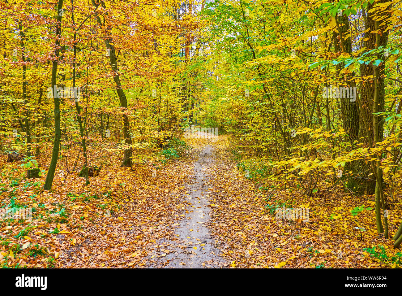 The autumn forest scene with narrow footpath amid the dense trees, Kyiv ...