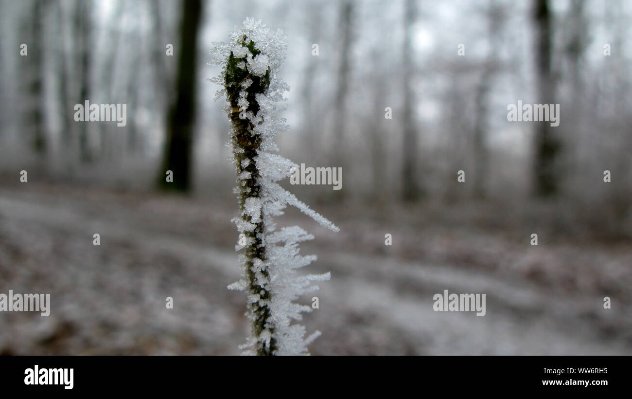 Branch / Twig in Winter with snow crystals and snowflakes. Blurred ...