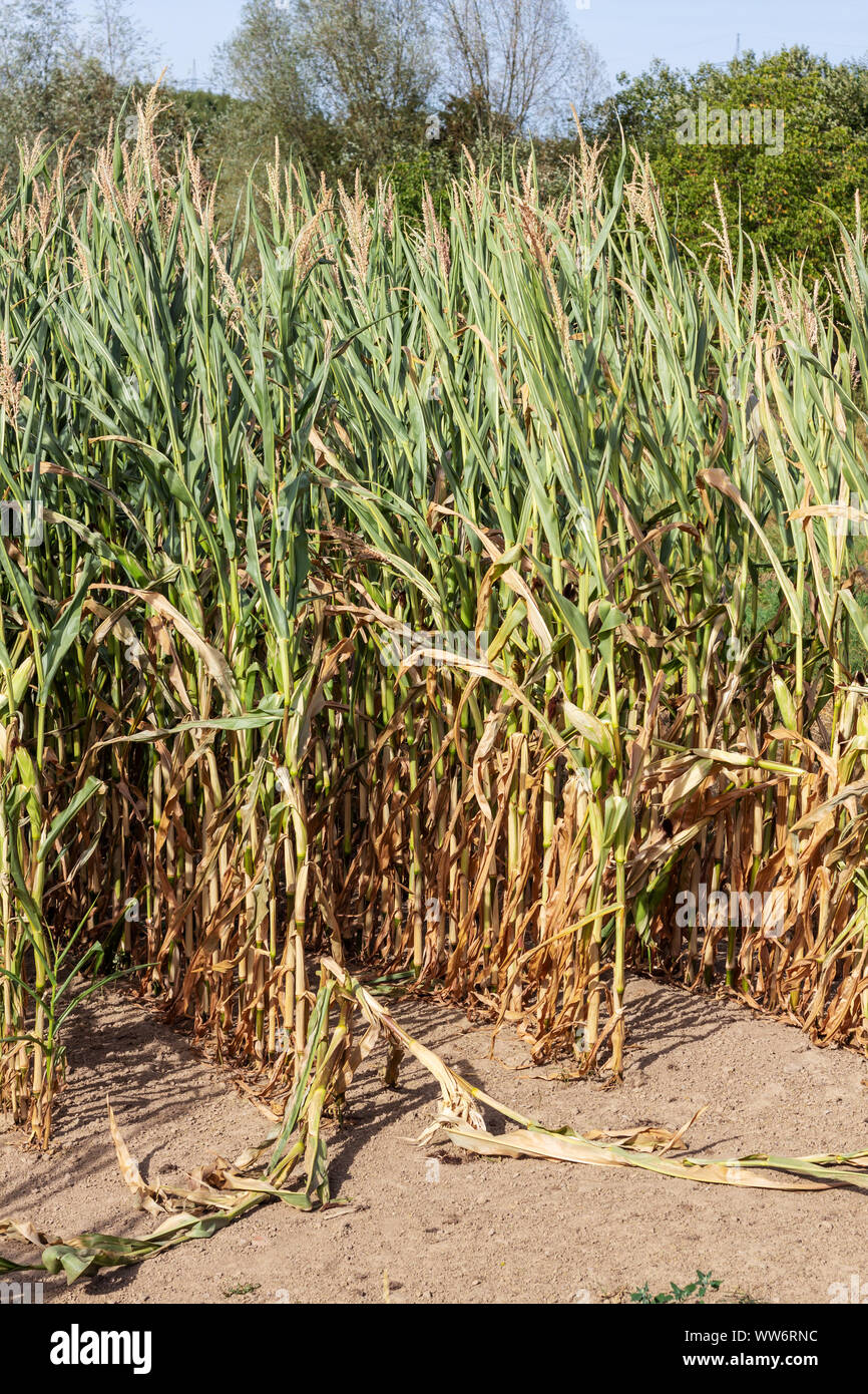 Dry corn field and dusty soil Stock Photo - Alamy