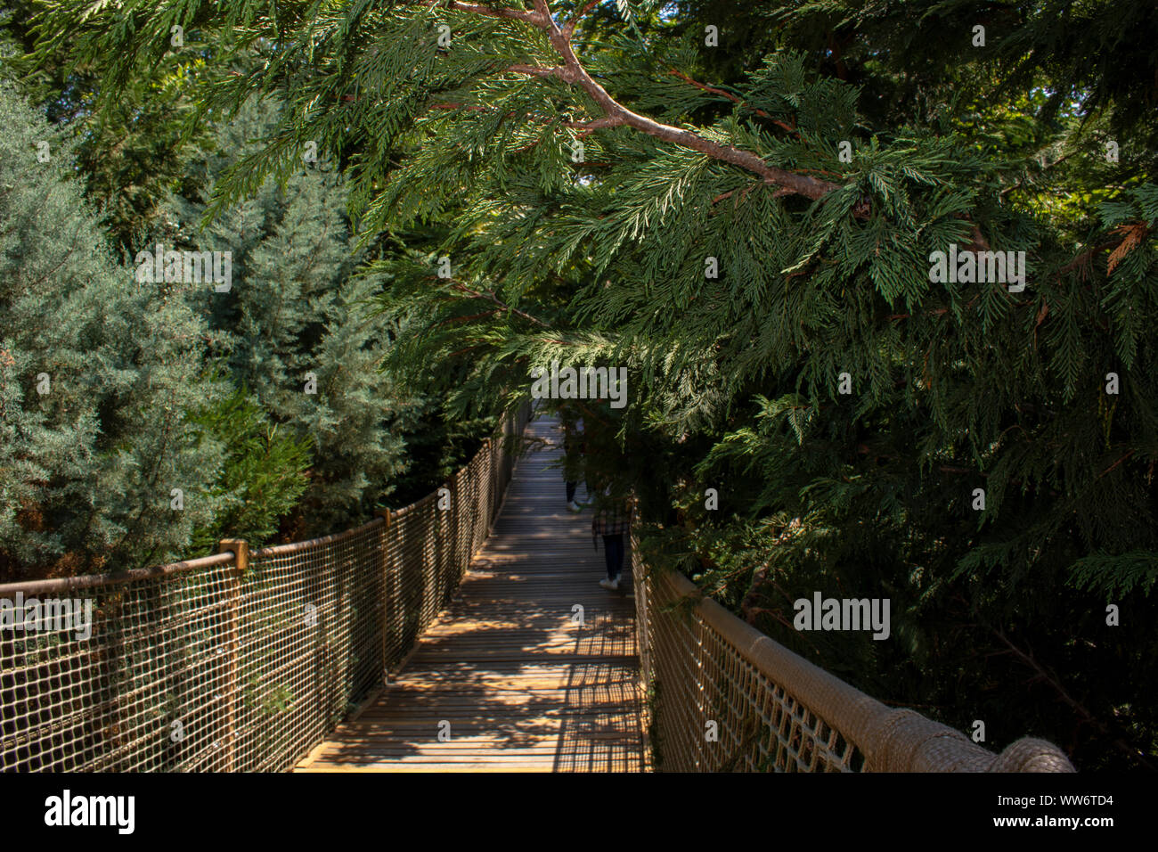 Leylandii hedge conifer hi-res stock photography and images - Alamy