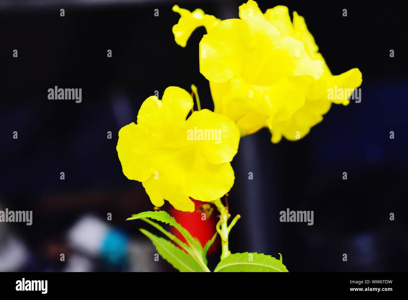 Bunch of fresh yellow flowers Stock Photo - Alamy