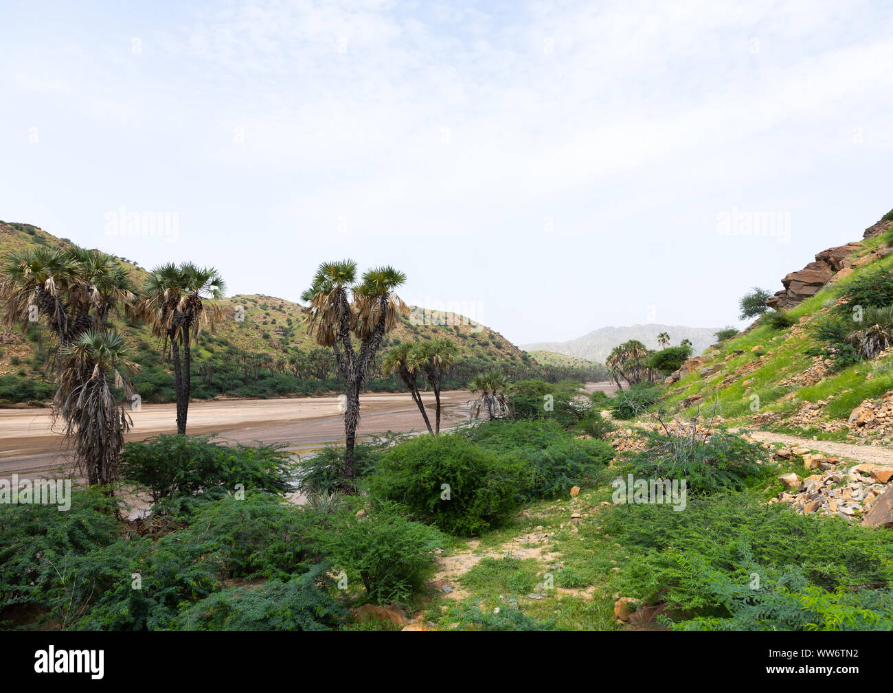 Dry river with palm trees, Gash-Barka, Agordat, Eritrea Stock Photo - Alamy
