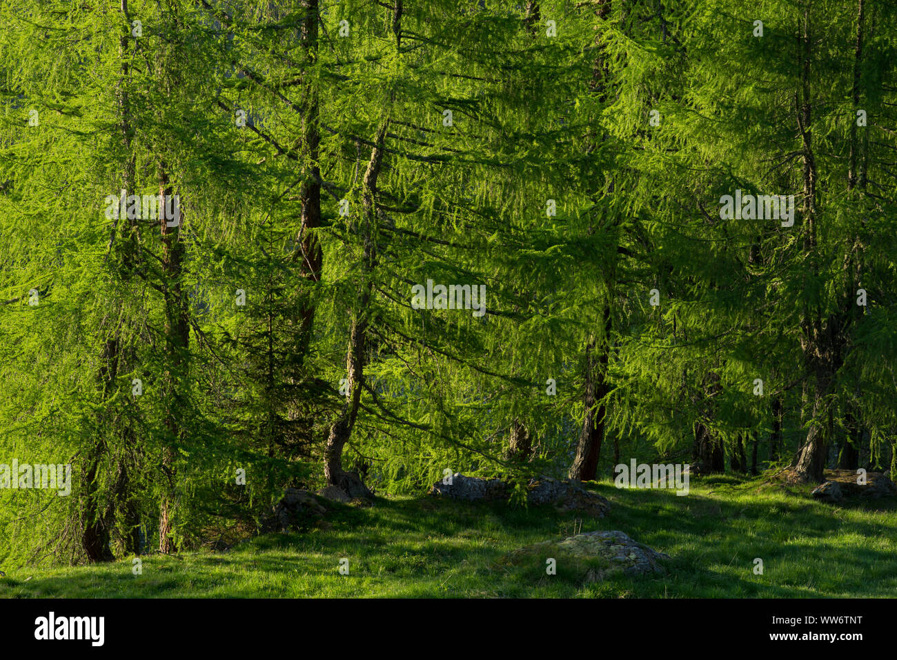 Morning in the larch forest near the raineralm hi-res stock photography ...