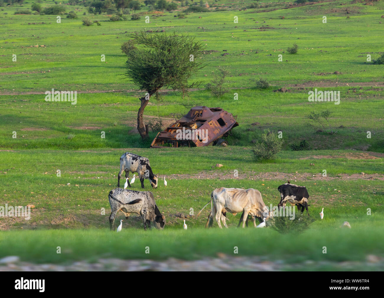 Barentu eritrea hi-res stock photography and images - Alamy