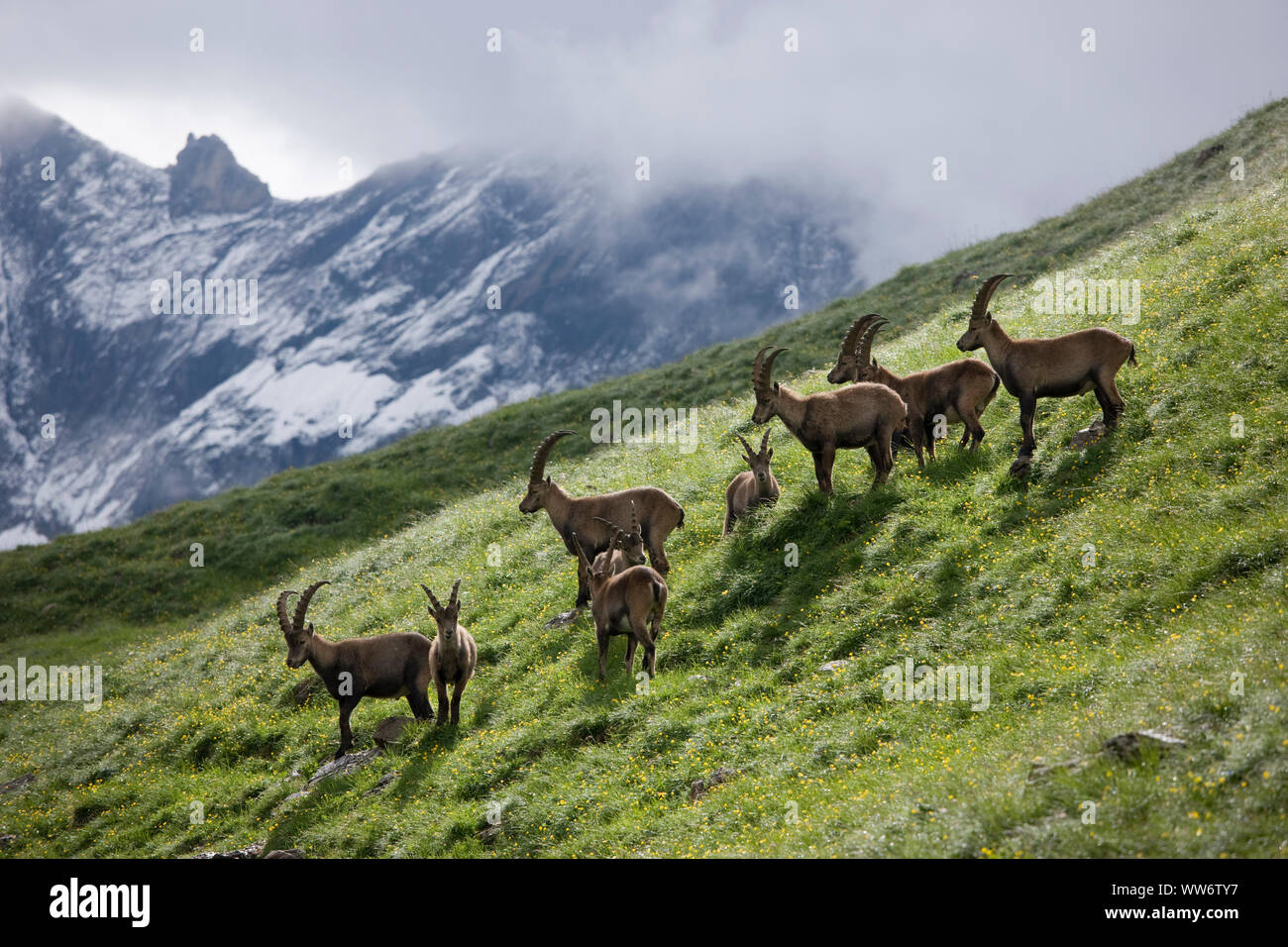Animals in the alps hi-res stock photography and images - Alamy