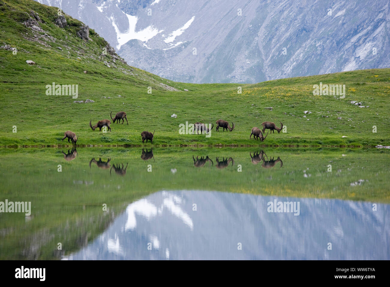 Ibex at mountain lake at the memminger hut, Lechtaler alps, tyrol ...