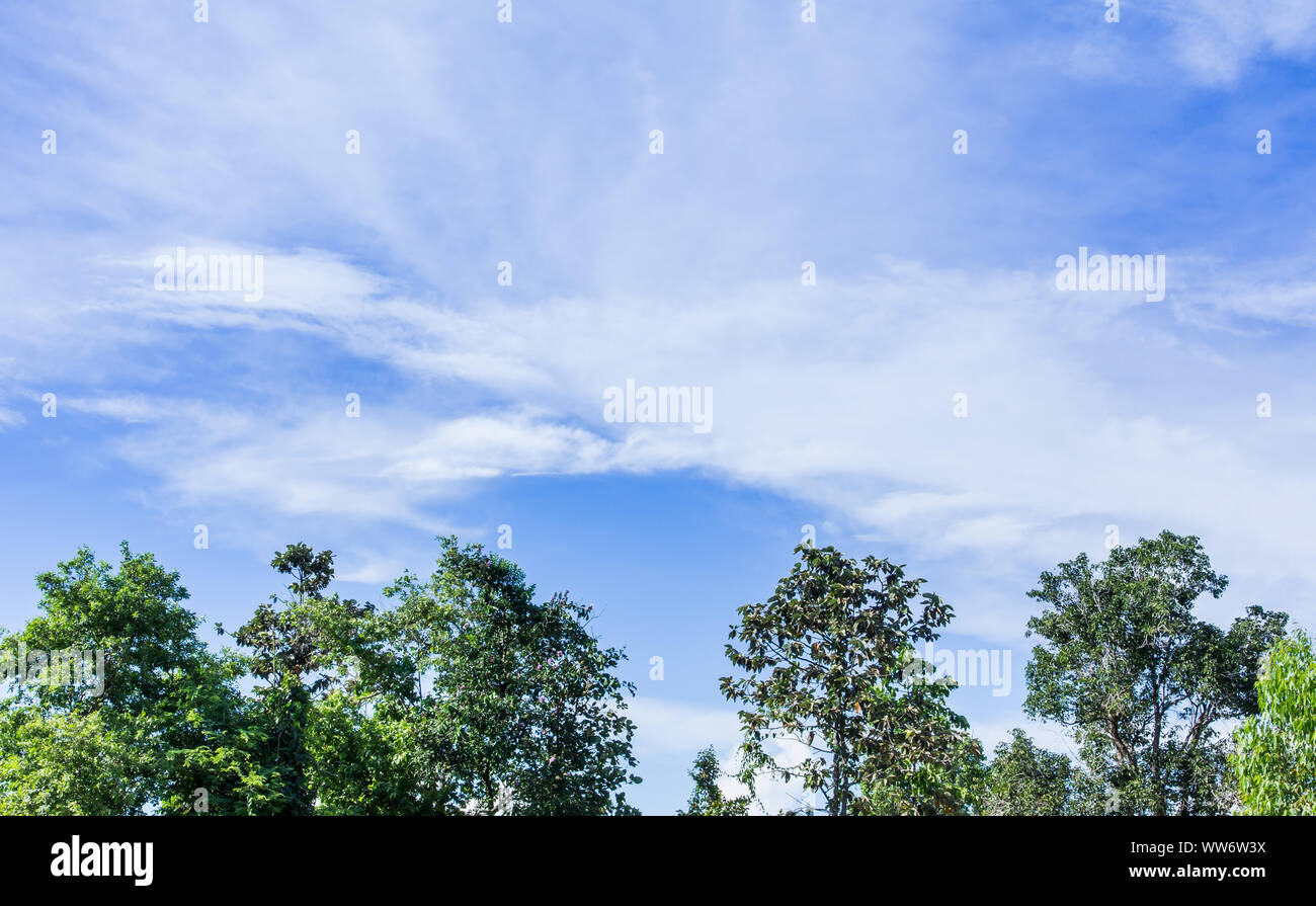 The background image of the sky and trees is used for illustrations ...