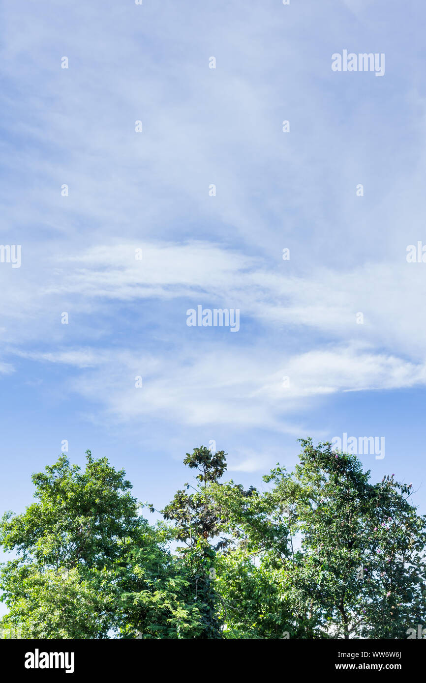 The background image of the sky and trees is used for illustrations ...