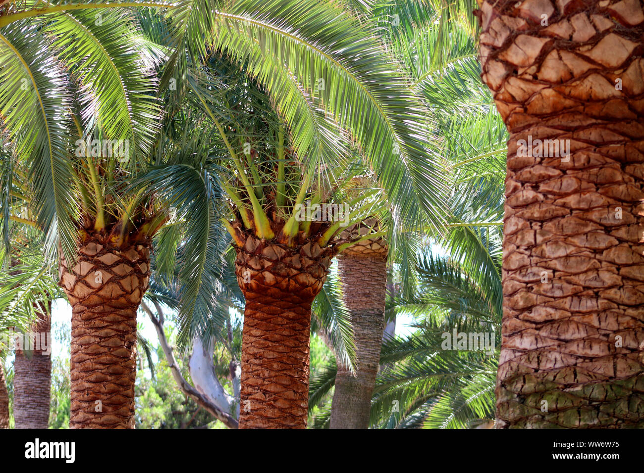 Palm trees growing together in a park Stock Photo - Alamy