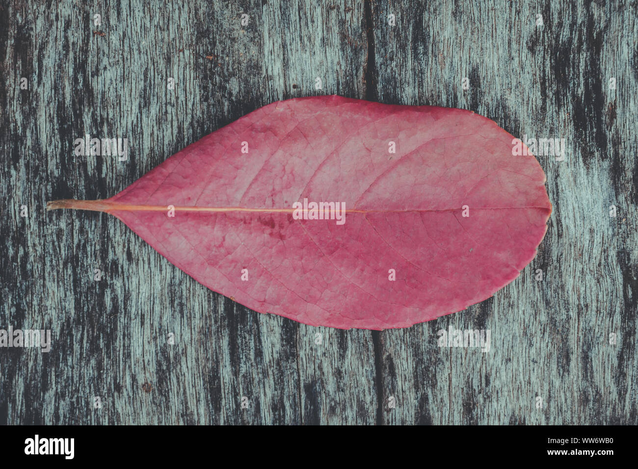 Red leaves on old wooden floor with beautiful designs Stock Photo - Alamy