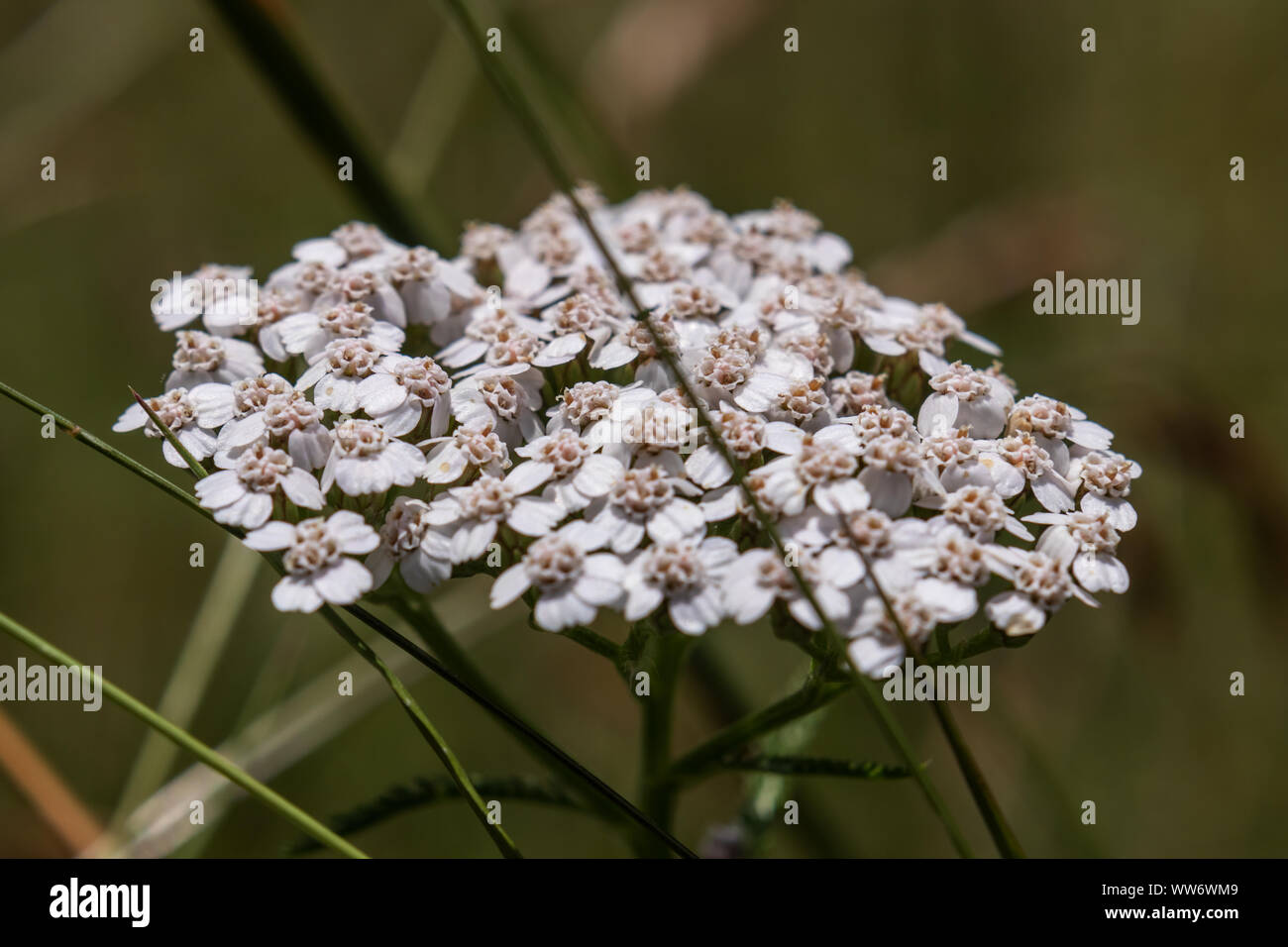 Mountain yarrow hi-res stock photography and images - Alamy