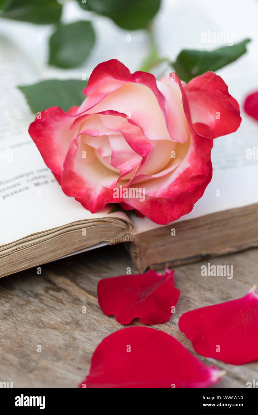 Old book with a rose, nostalgic Stock Photo - Alamy